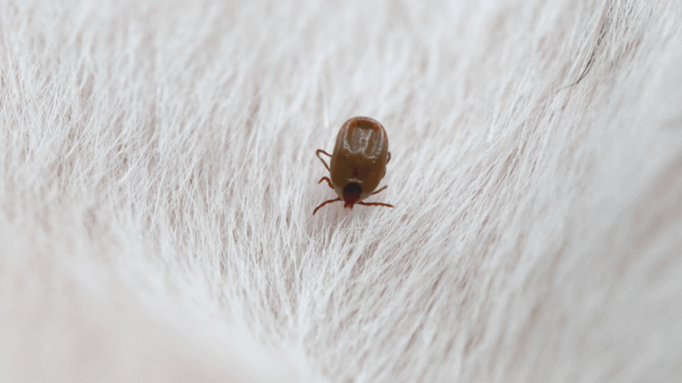 How Big Are Fleas? Real Size Compared - crushfleas.com
