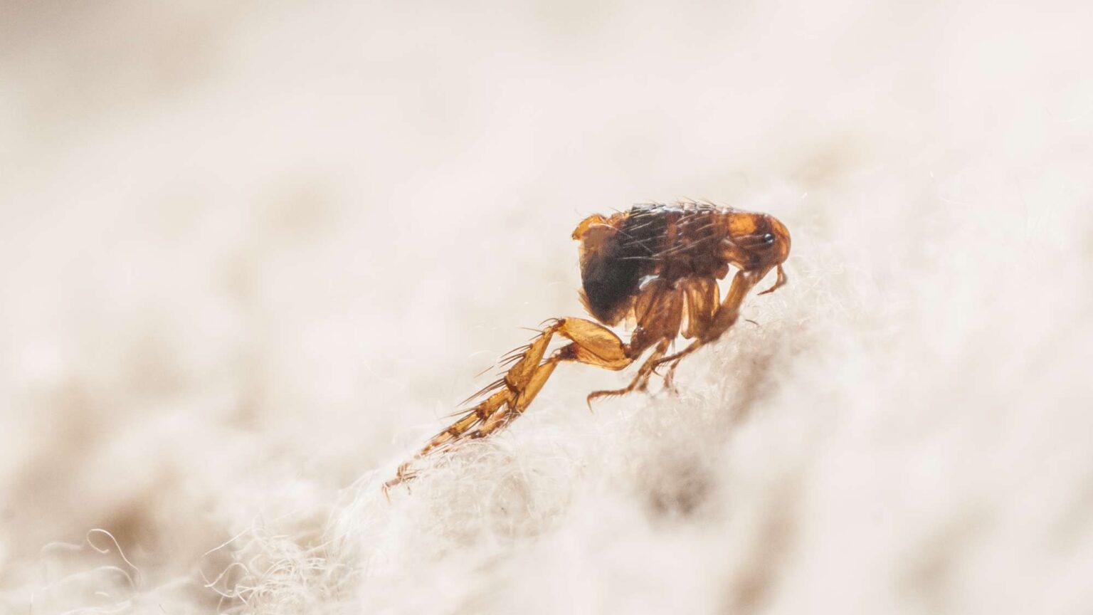 Fleas Under a Microscope: What They Really Look Like - crushfleas.com