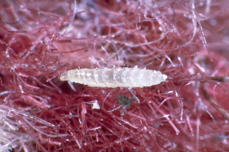How Big Are Fleas? Real Size Compared - crushfleas.com