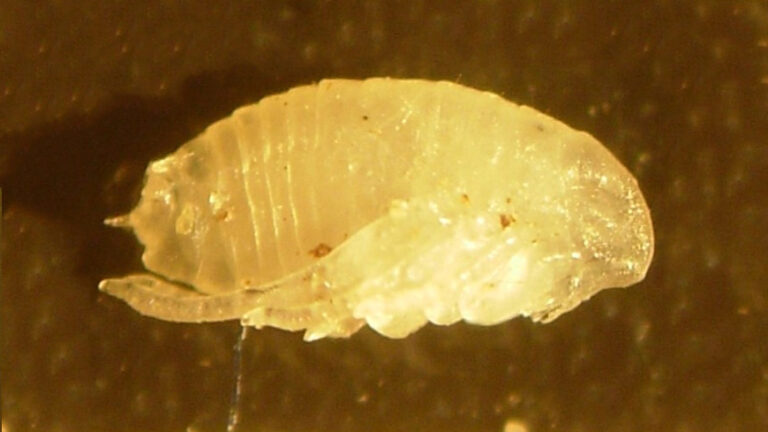 How Big Are Fleas? Real Size Compared - crushfleas.com